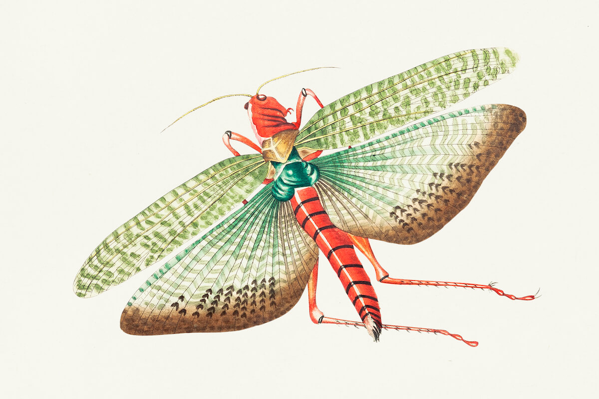 Egyptian Locust – Bots have feelings too